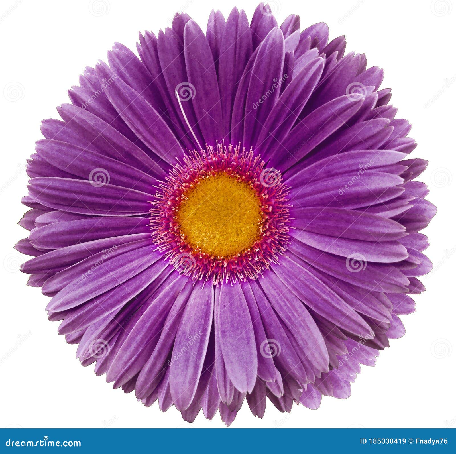 Gerbera Flower Violet. Isolated on a White Background. No Shadows with ...