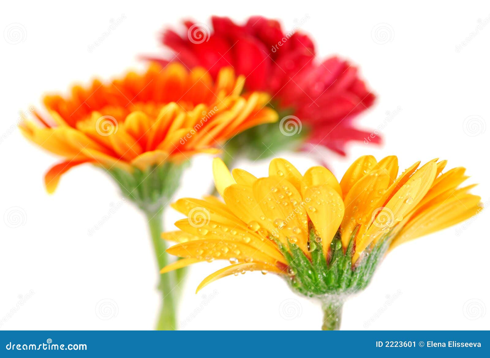 Gerbera flowers stock image. Image of colorful, gerbera - 2223601