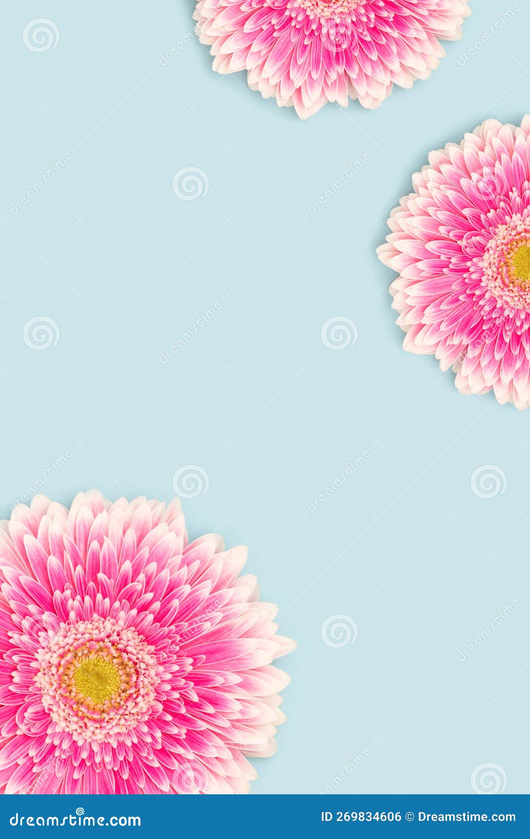 Gerbera Flowers on a Blue Pastel Background. Stock Photo - Image of ...