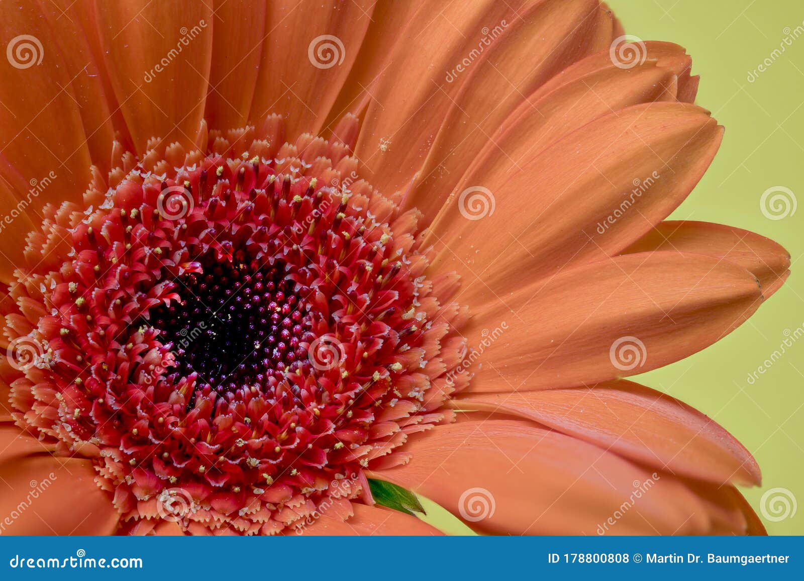 Gerbera Flowers, Capitulum, Close-up Stock Photo - Image of compositae ...