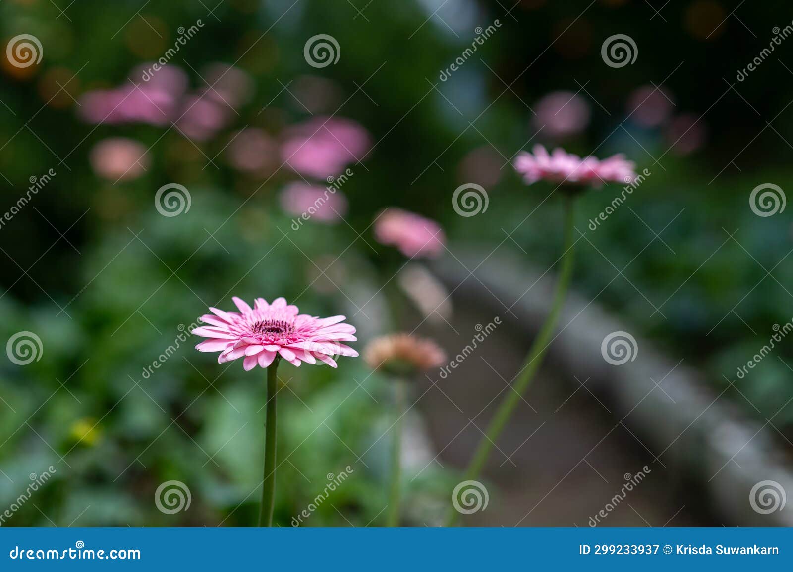 Gerbera Flowers with Dark Green Background Stock Image - Image of ...