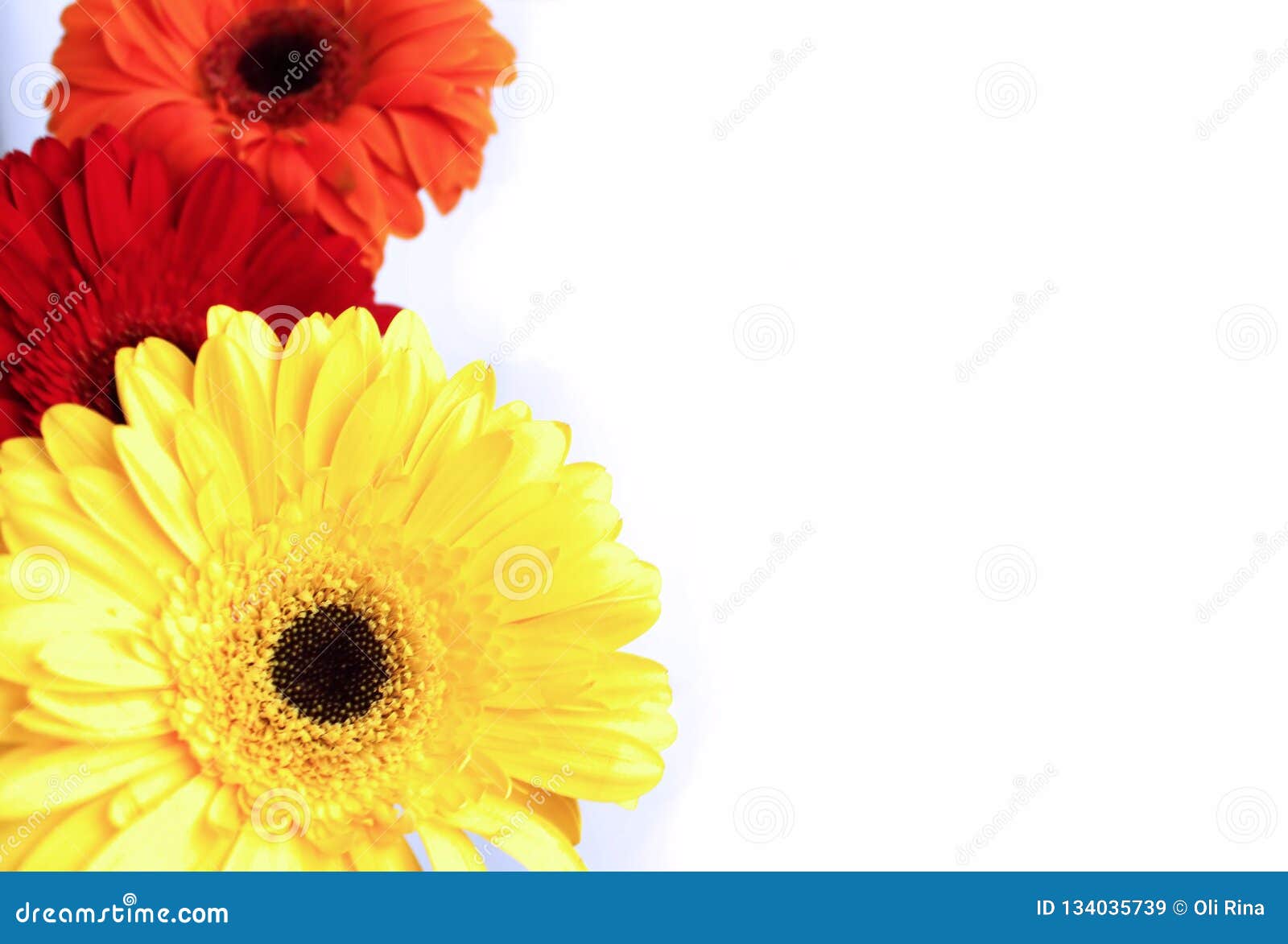 Gerbera Flowers of Different Colors Stock Image - Image of three, plant ...