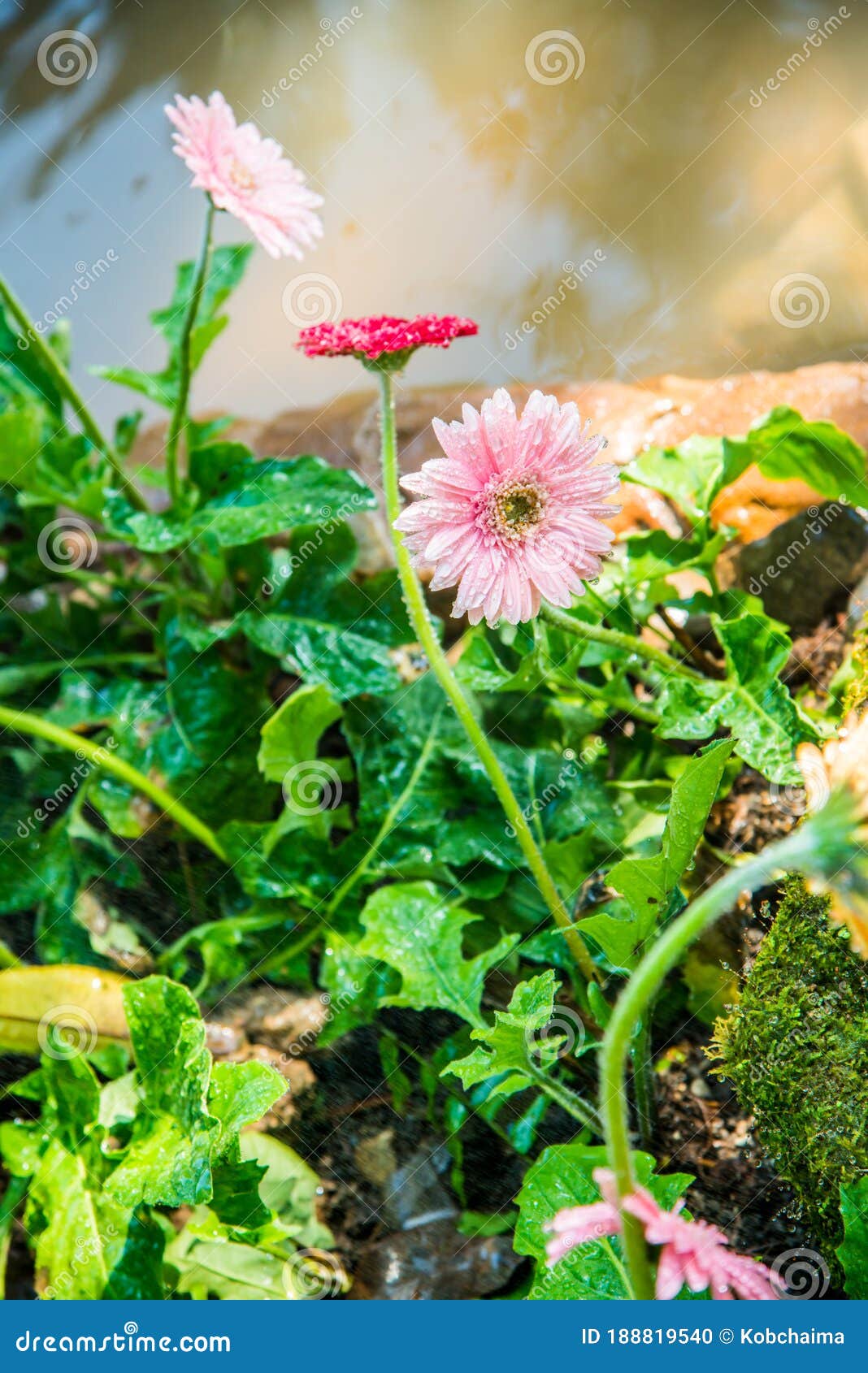Gerbera Flowers with Drop in Garden Stock Photo - Image of daisy, green ...
