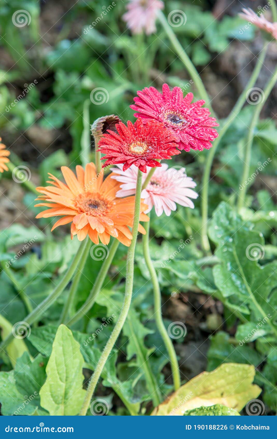 Gerbera Flowers with Drop in Garden Stock Photo - Image of beautiful ...