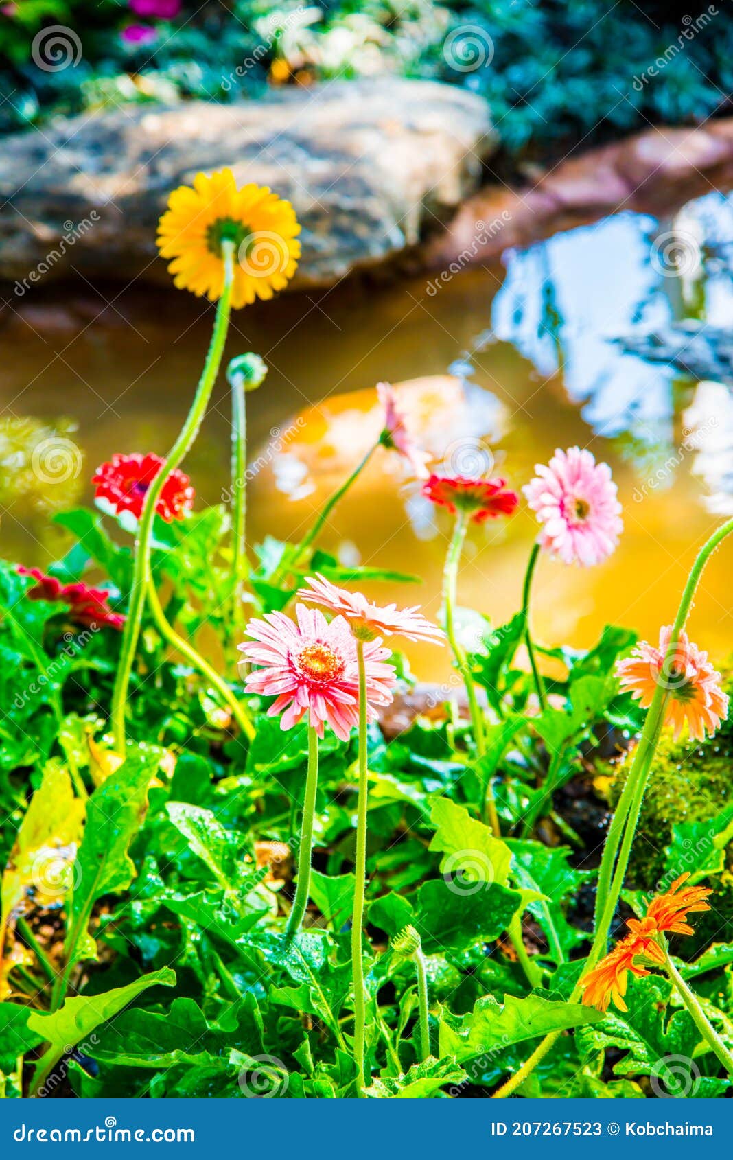 Gerbera Flowers with Drop in Garden Stock Image - Image of natural ...