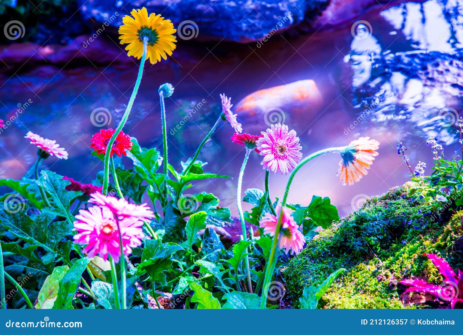 Gerbera Flowers with Drop in Garden Stock Image - Image of beautiful ...