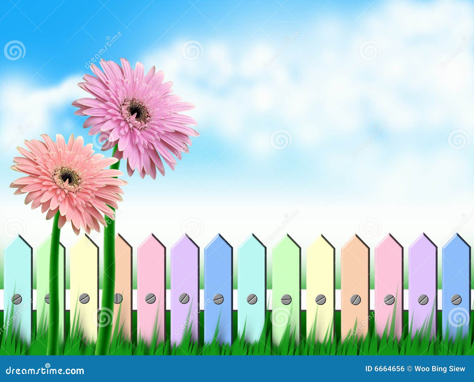 Gerbera Flowers And Fence Stock Photo | CartoonDealer.com #6664656