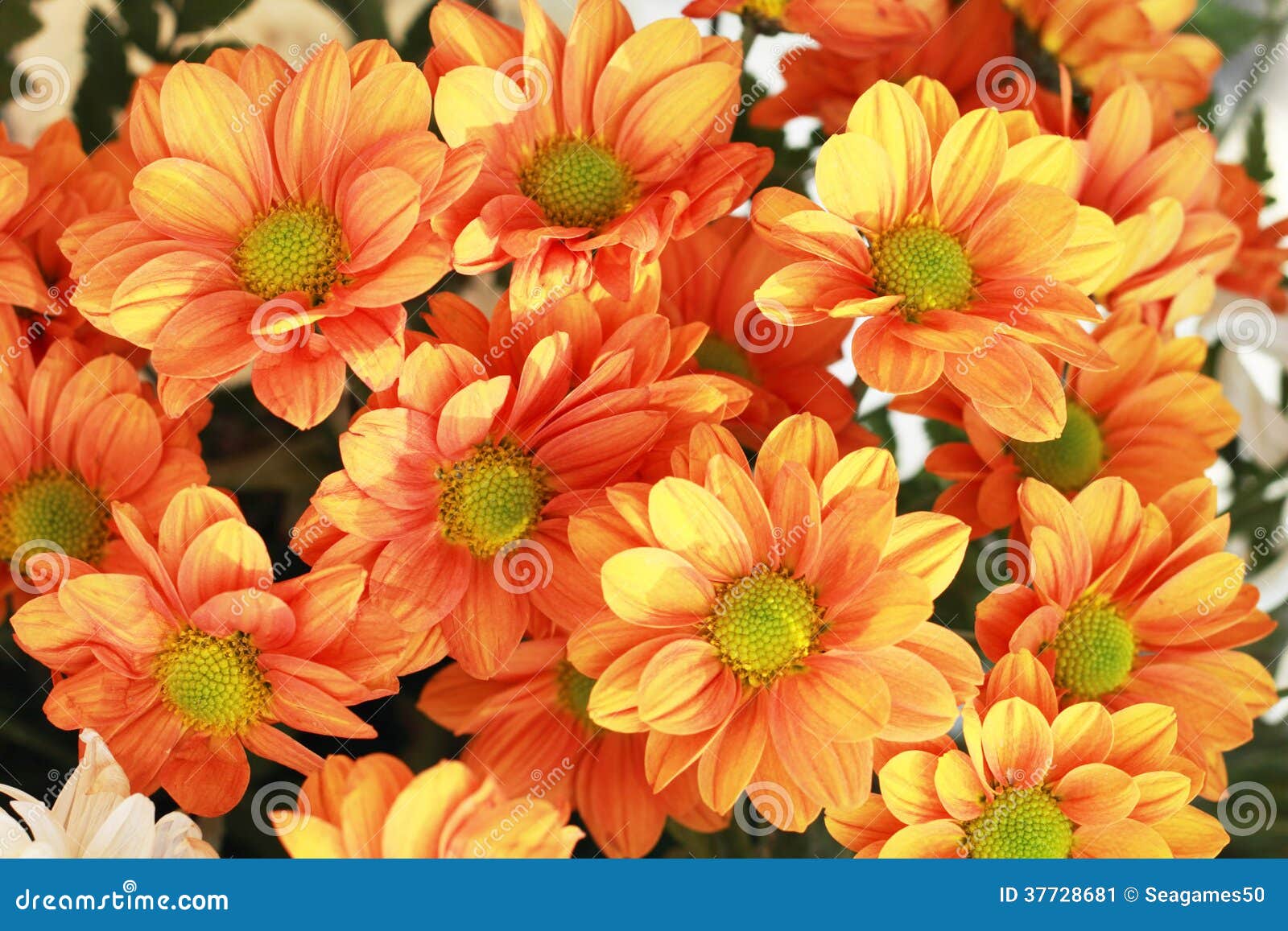 Gerbera Flowers in the Garden Stock Image - Image of beauty, bloom ...
