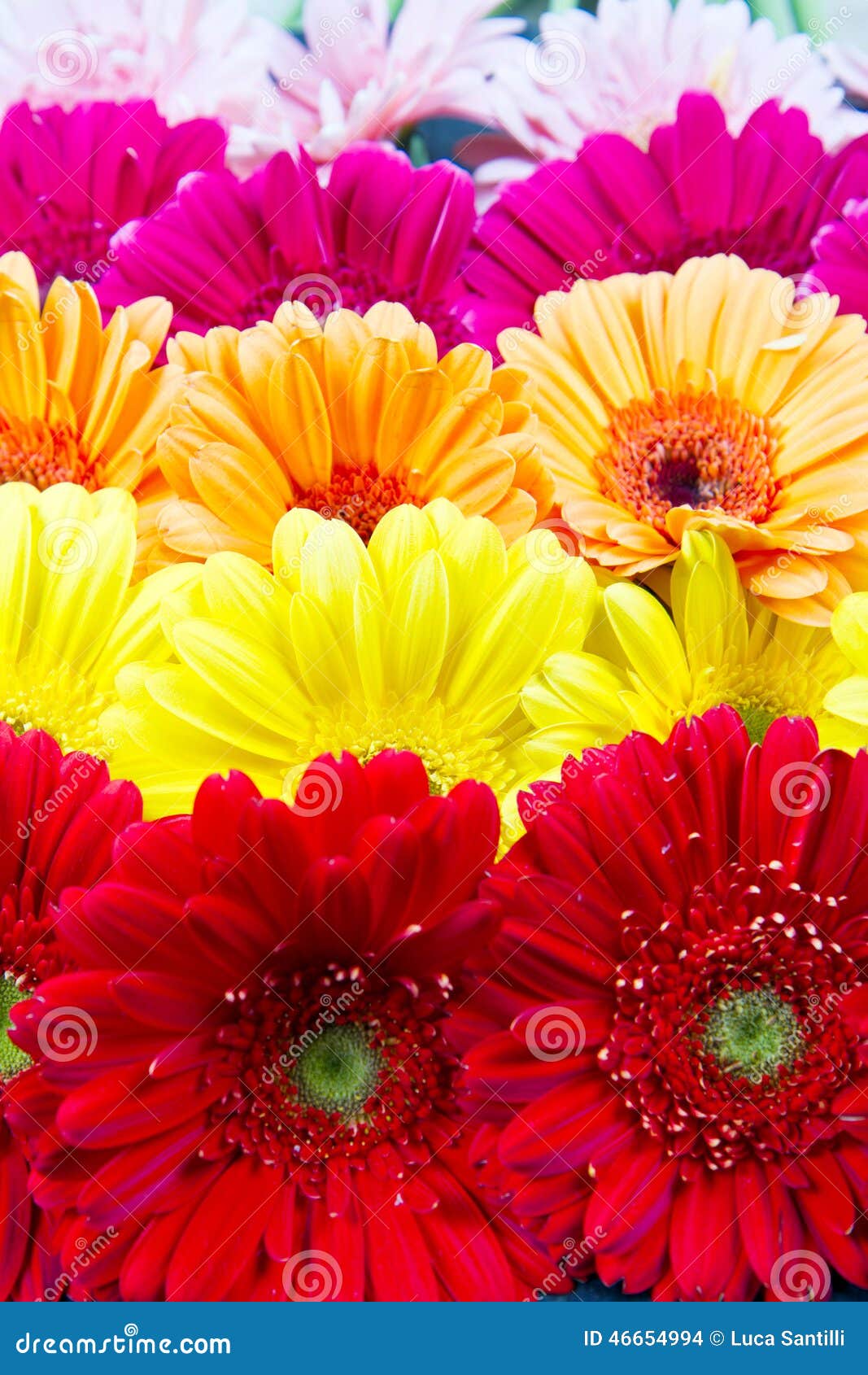 Gerbera flowers stock photo. Image of gerber, bunch, growing - 46654994