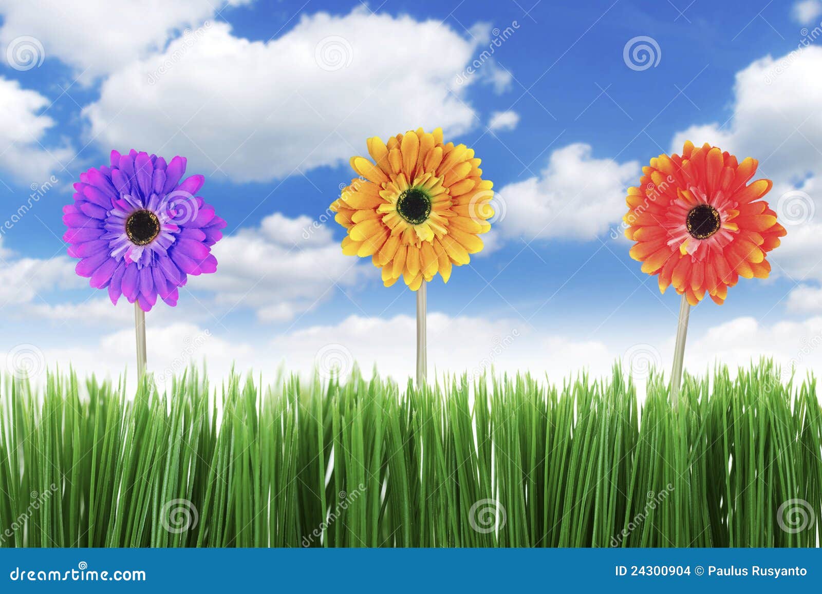 Gerbera flowers in spring stock photo. Image of colorful - 24300904