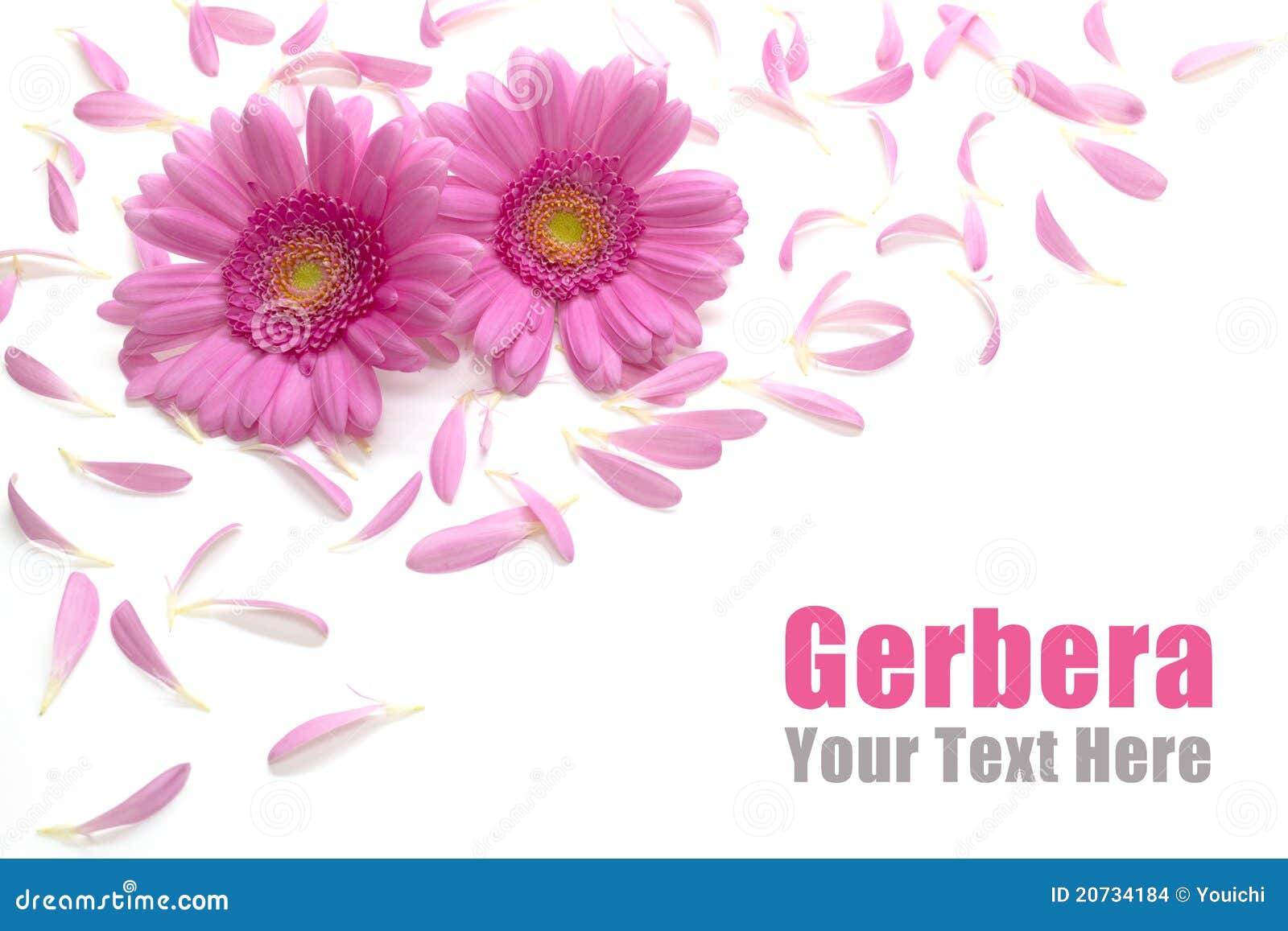 Gerbera frame stock photo. Image of flora, arrangement - 20734184
