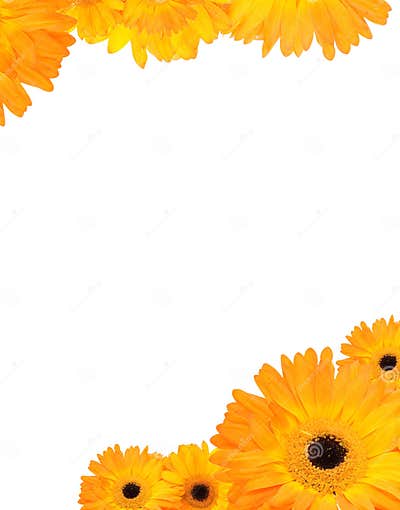 Gerbera frame stock photo. Image of bush, beauty, floral - 2711756