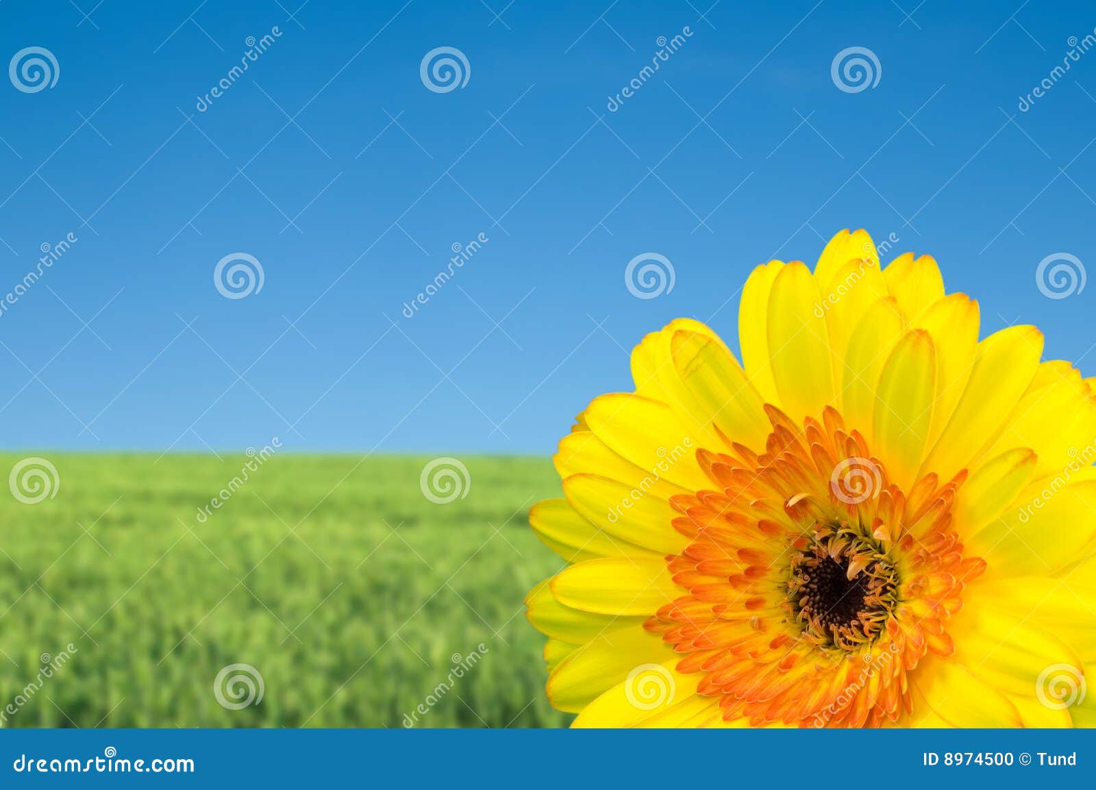 4,438 Gerbera Field Stock Photos - Free & Royalty-Free Stock Photos ...