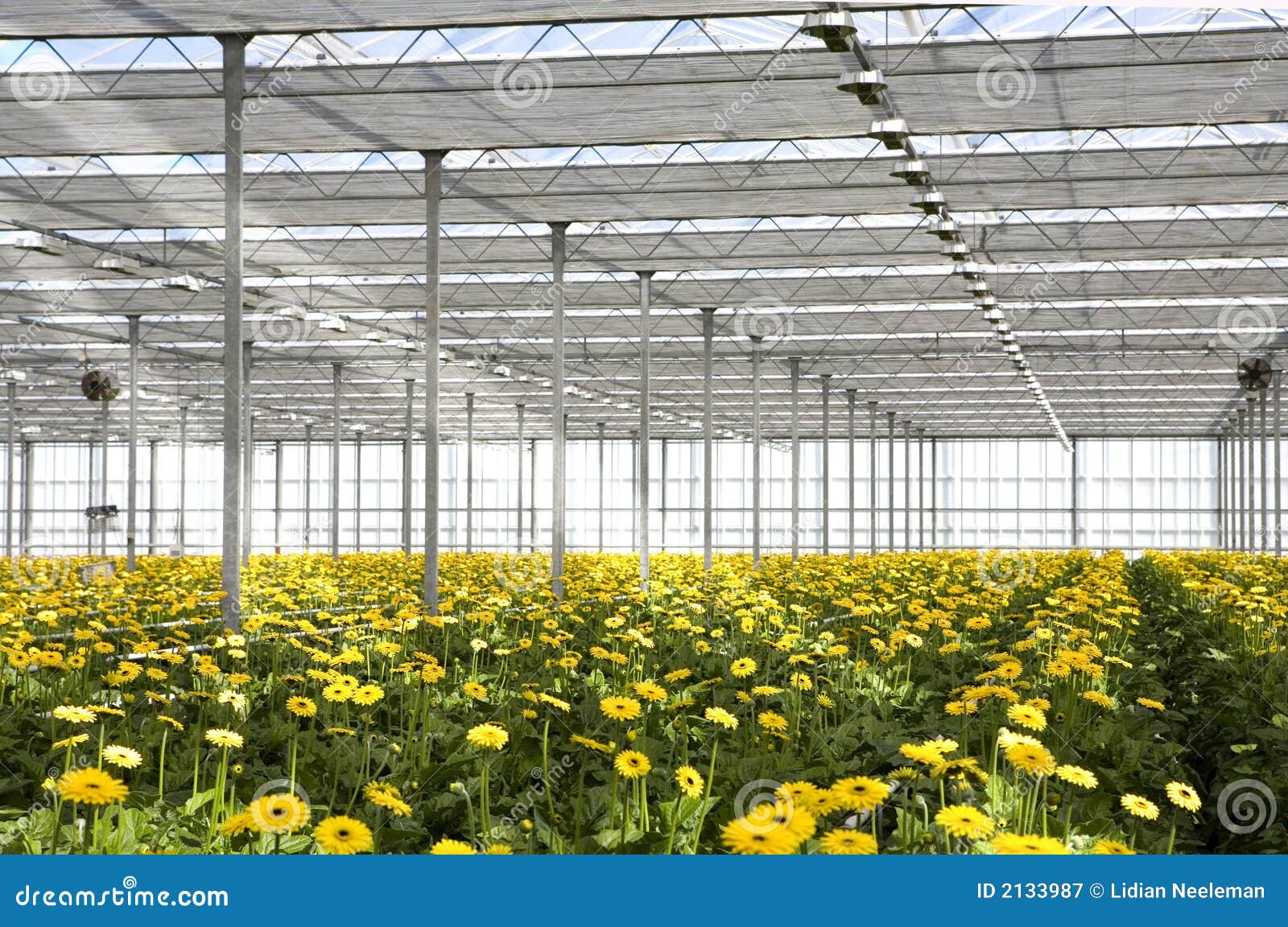 Gerbera in greenhouse stock image. Image of yellow, greenhouses - 2133987