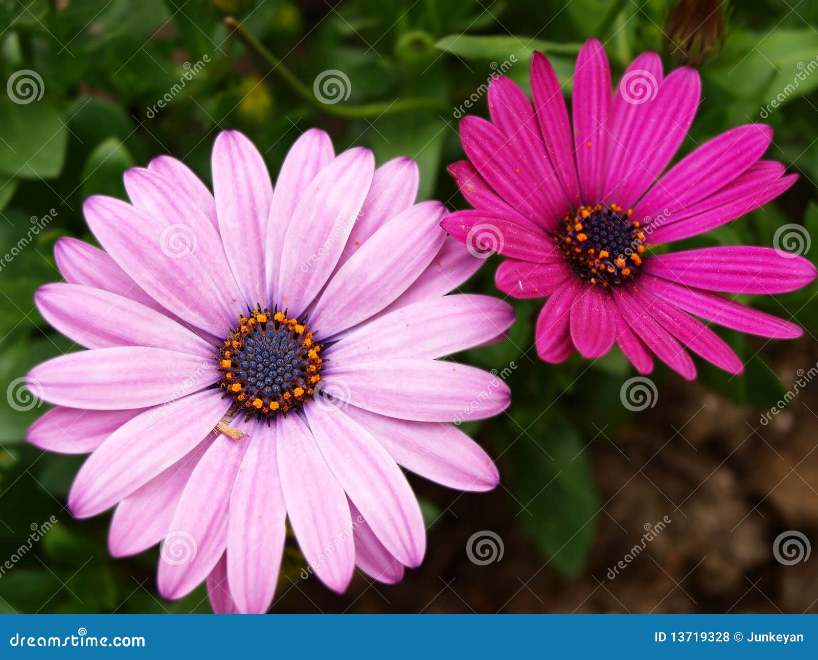 Gerbera jamesonii Bolus stock photo. Image of gardens - 13719328