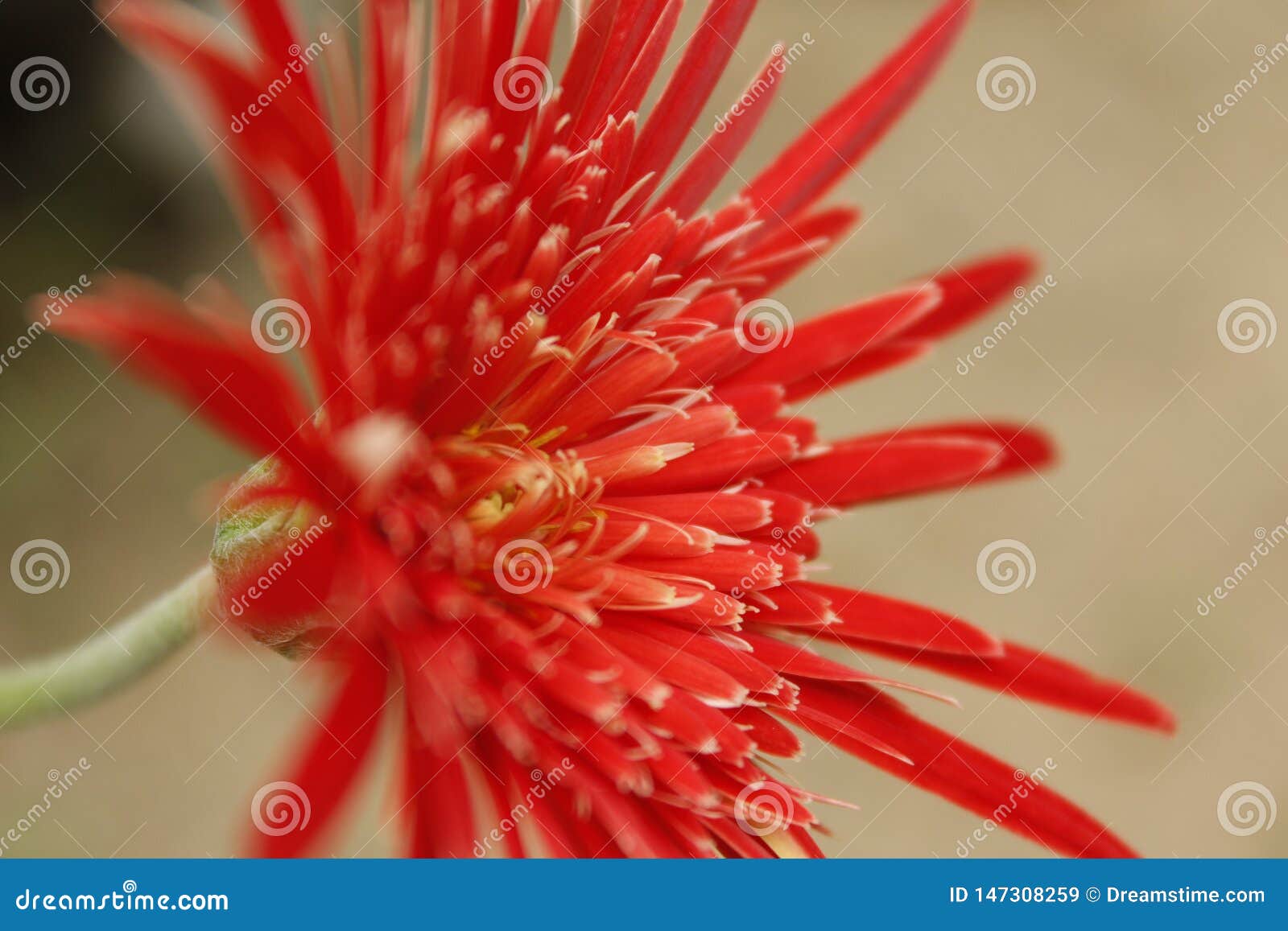 Barberton Daisy Red , Gerbera Jamesonii in Srilanka Stock Image - Image ...