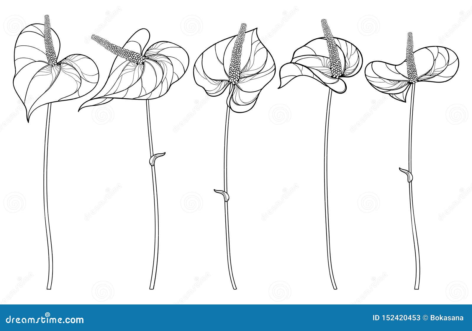 Vector Set of Outline Tropical Plant Anthurium or Anturium Flower in ...