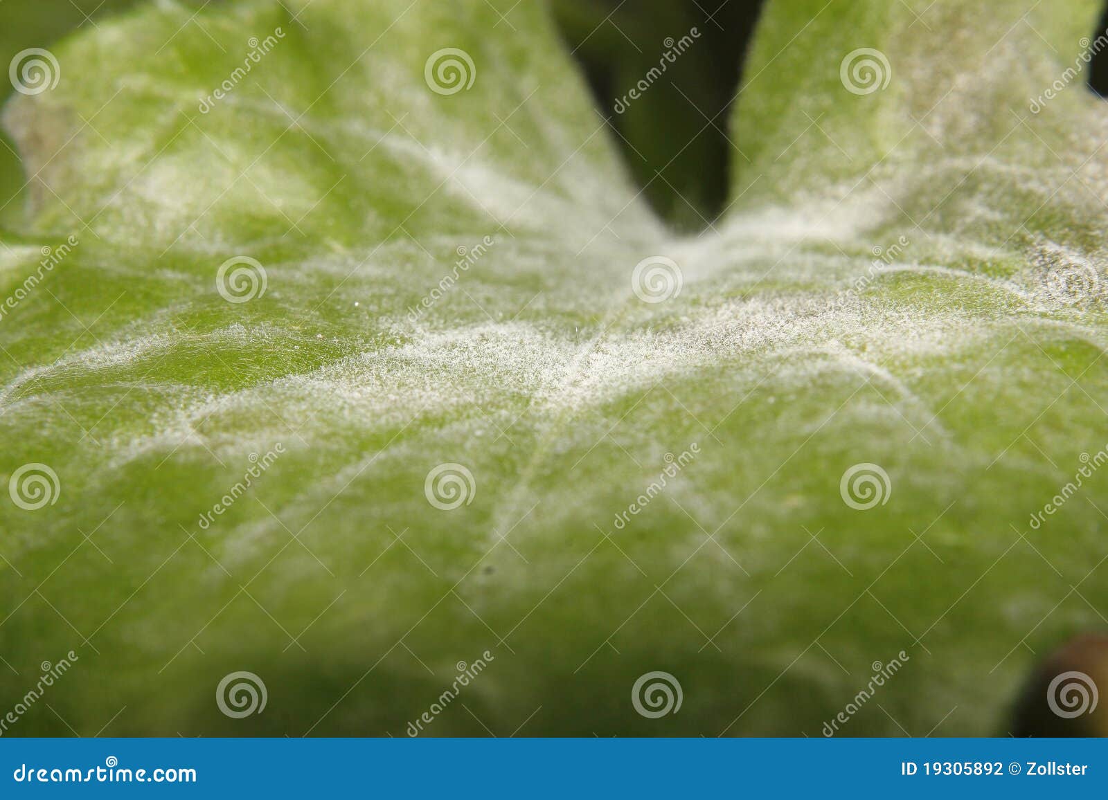 Gerbera leaf stock photo. Image of gerbera, mildew, nature - 19305892