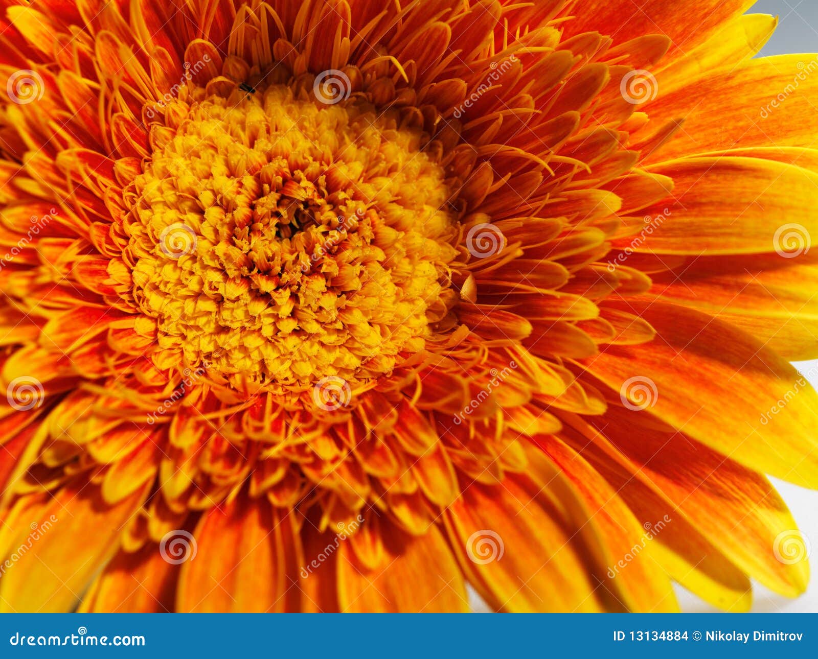 Gerbera macro stock photo. Image of vibrant, gerbera - 13134884
