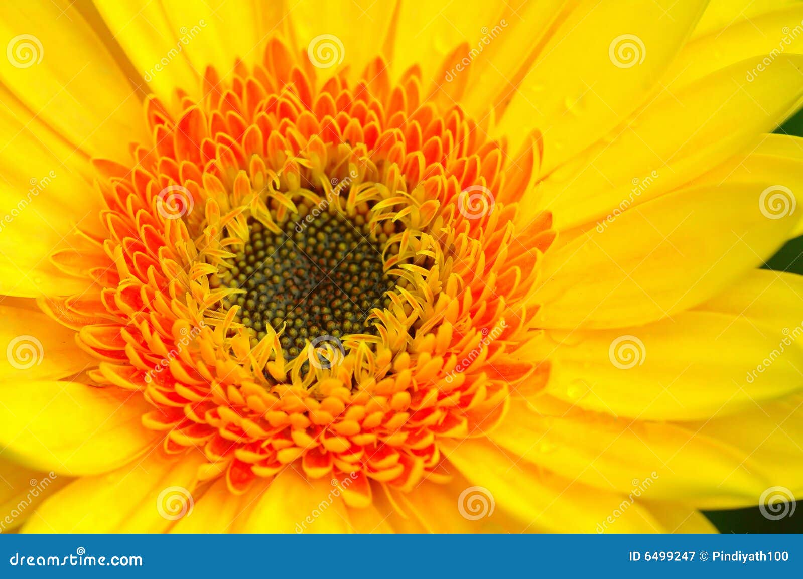 Gerbera Macro stock image. Image of closeup, colors, blossom - 6499247