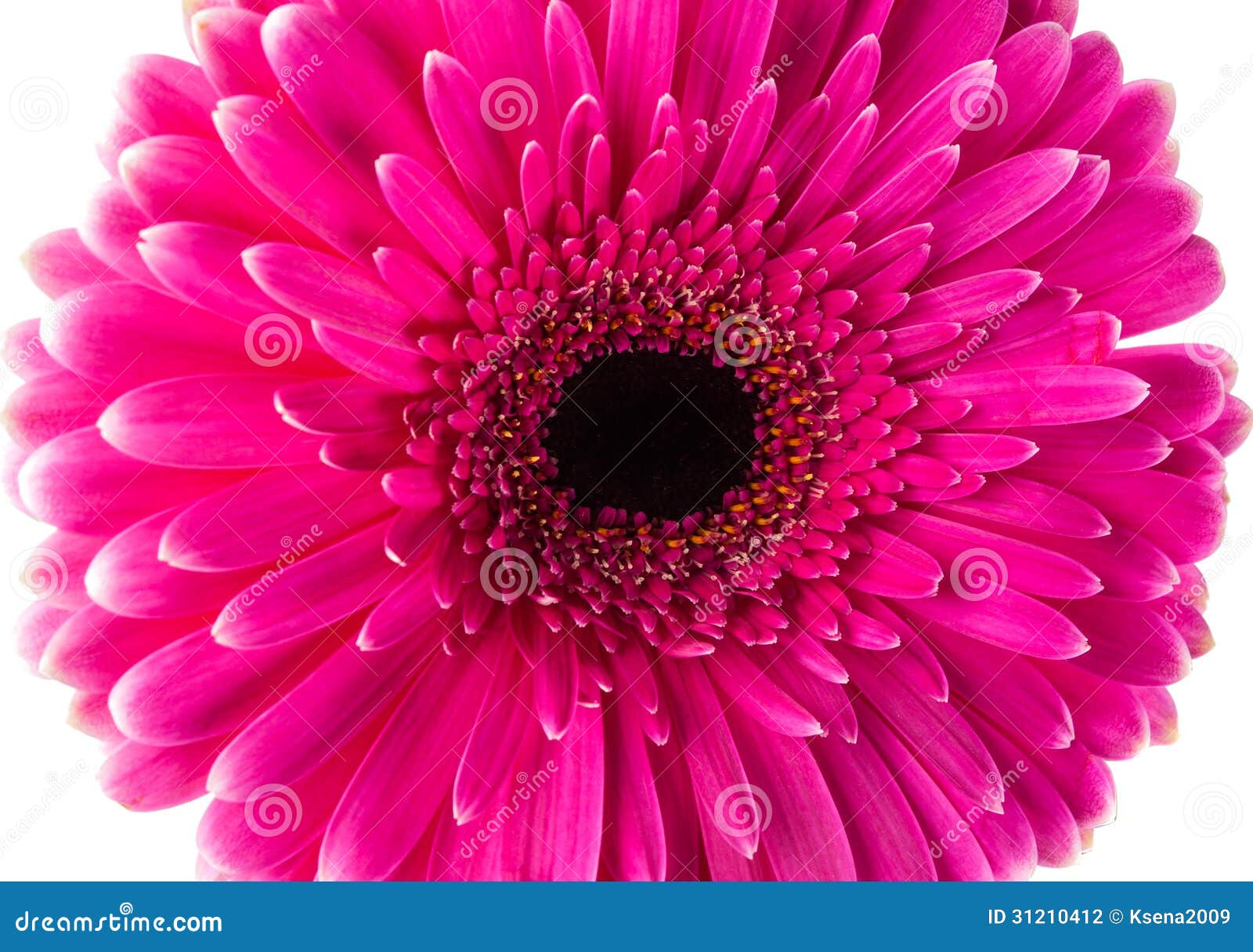 Gerbera magenta foto de archivo. Imagen de floral, aster - 31210412