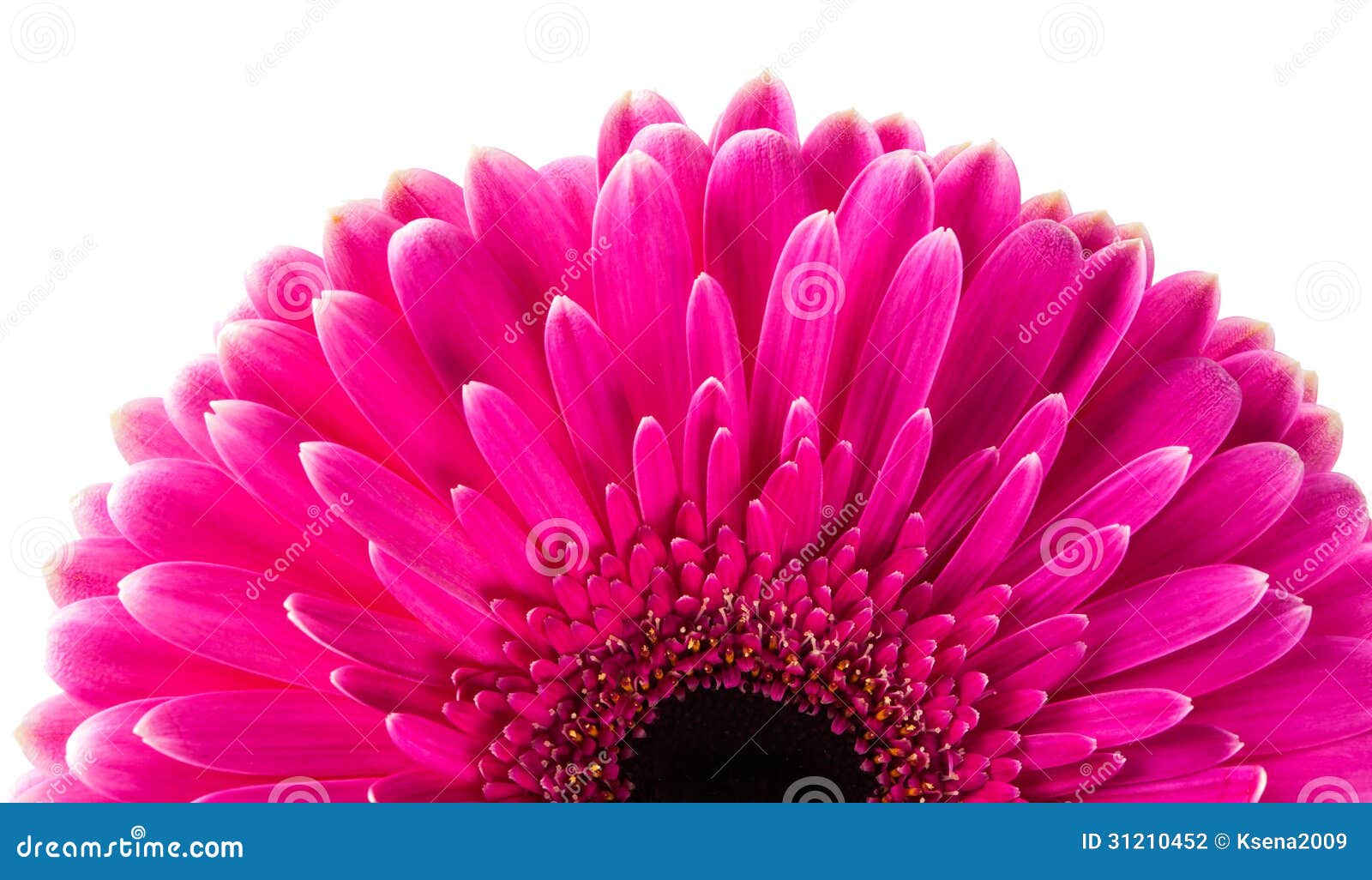 Gerbera magenta foto de archivo. Imagen de copia, primer - 31210452