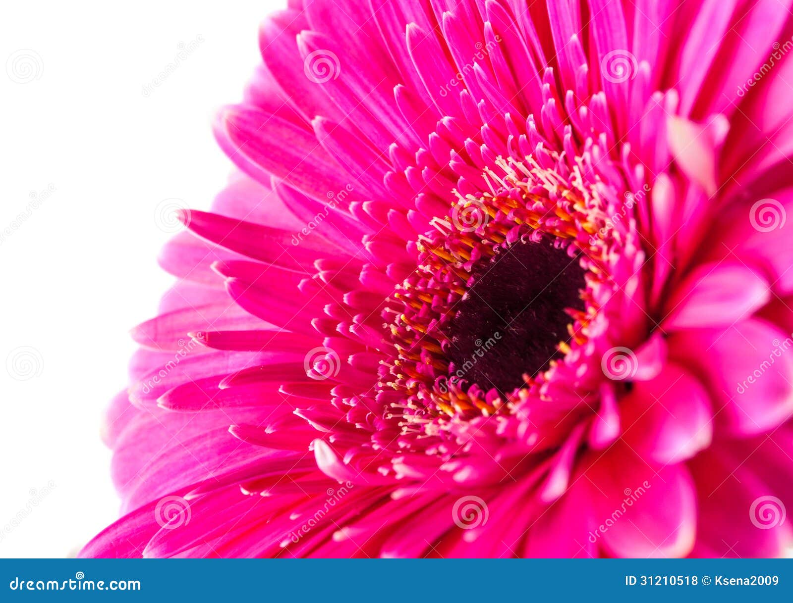 Gerbera magenta foto de archivo. Imagen de sumérjase - 31210518