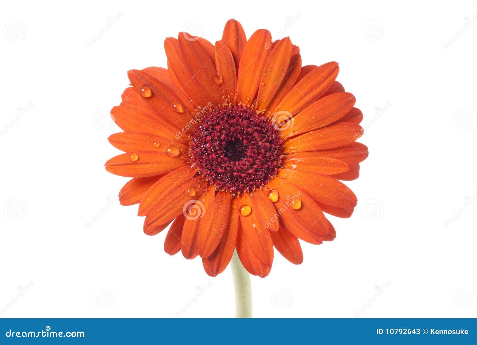 Gerbera orange stock image. Image of orange, plant, perennial - 10792643