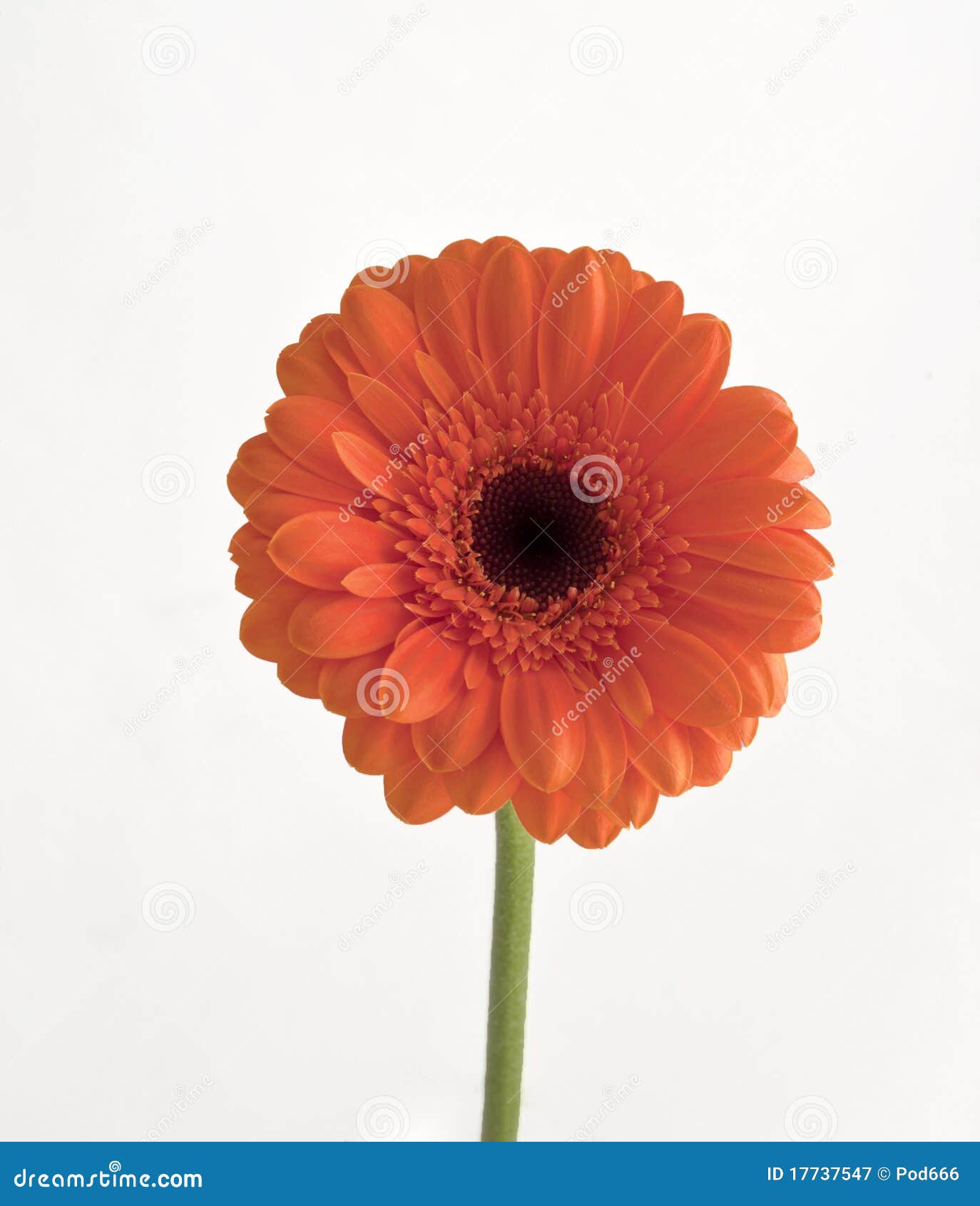 Gerbera orange stock image. Image of colorful, beautiful - 17737547
