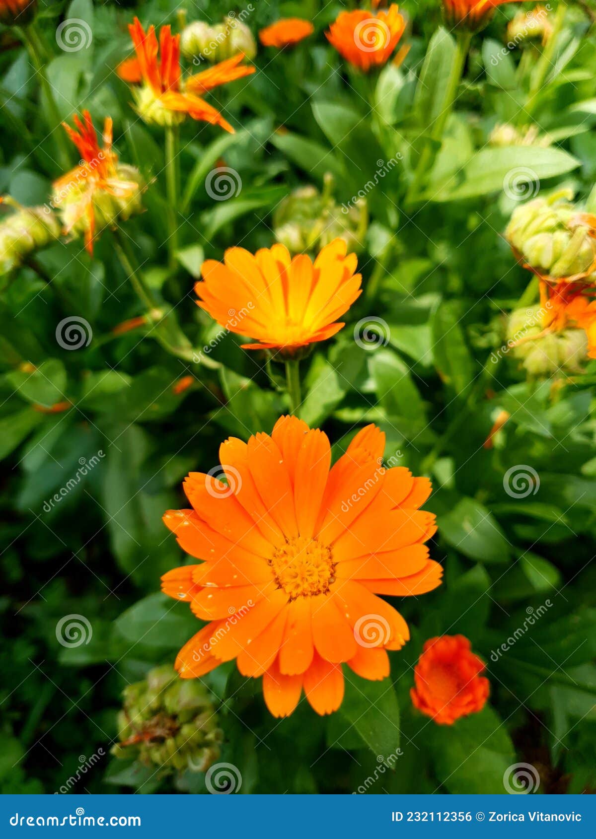 Gerbera orange flower stock photo. Image of flower, leaf - 232112356