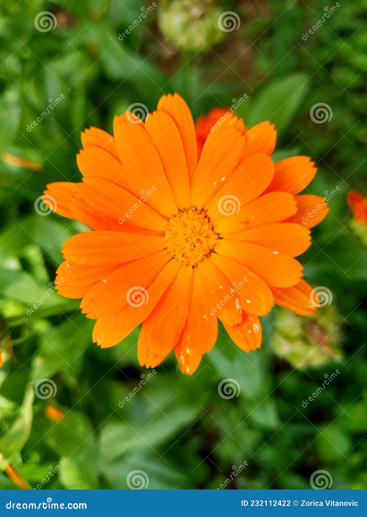 Gerbera orange flower stock photo. Image of sunflower - 232112422