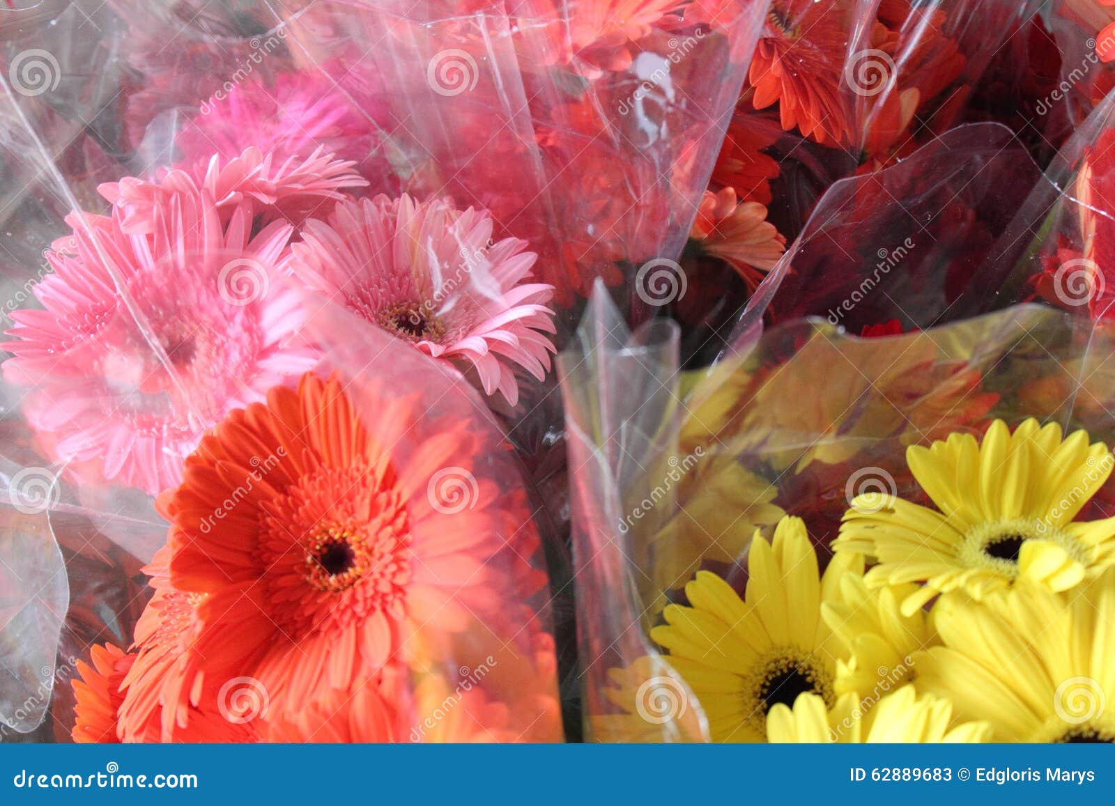 Gerbera package for sale stock image. Image of delicate - 62889683