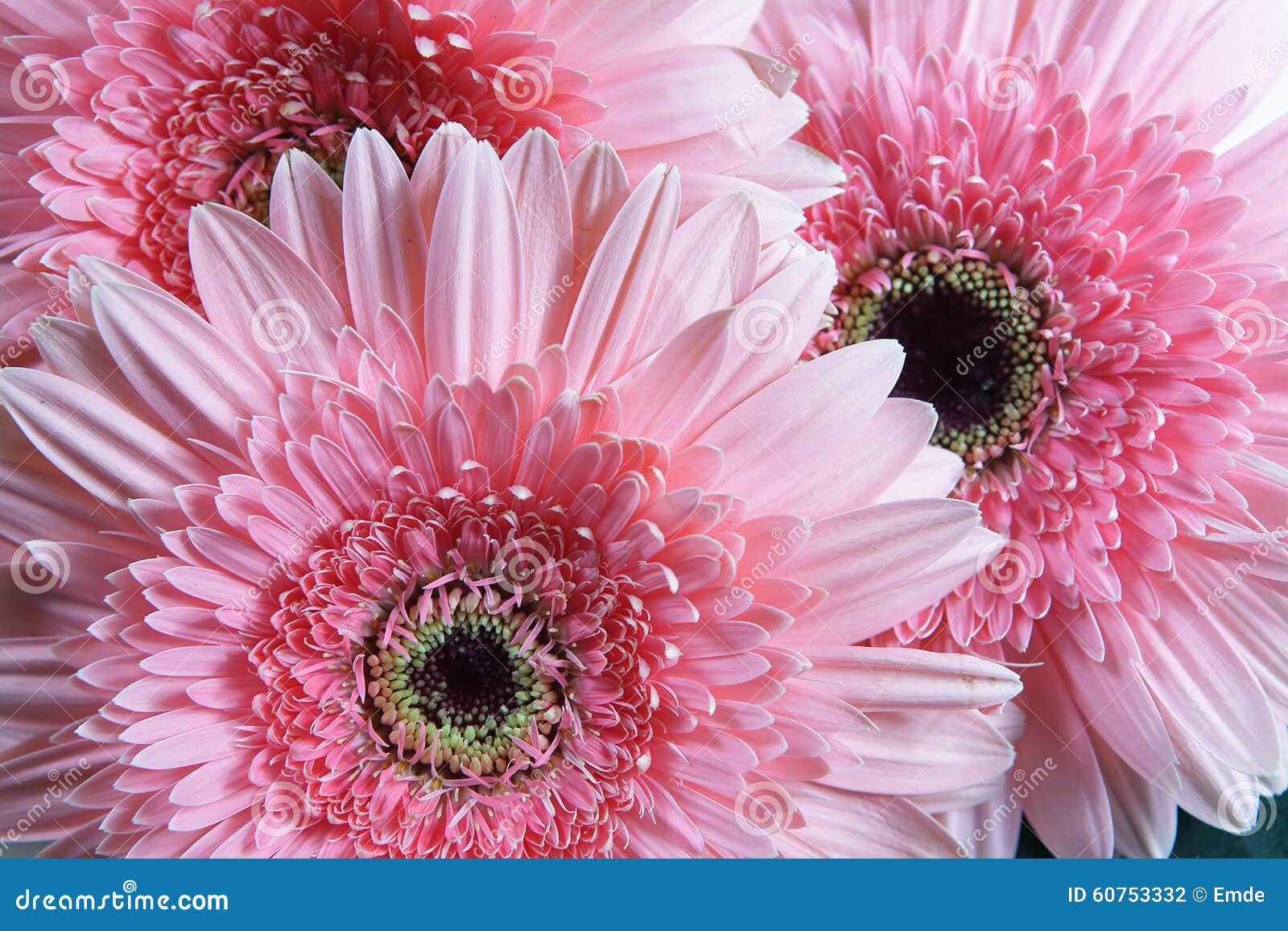 Gerbera pink stock photo. Image of branch, flora, beautiful - 60753332