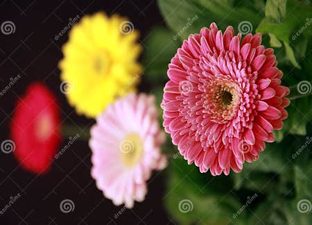 Gerbera plants stock image. Image of gerbera, sunflower - 18450803