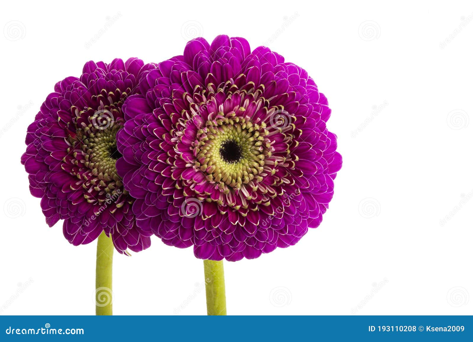 Gerbera pomponi aislado foto de archivo. Imagen de belleza - 193110208