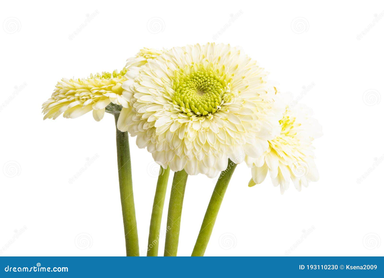 Gerbera pomponi aislado foto de archivo. Imagen de pétalo - 193110230