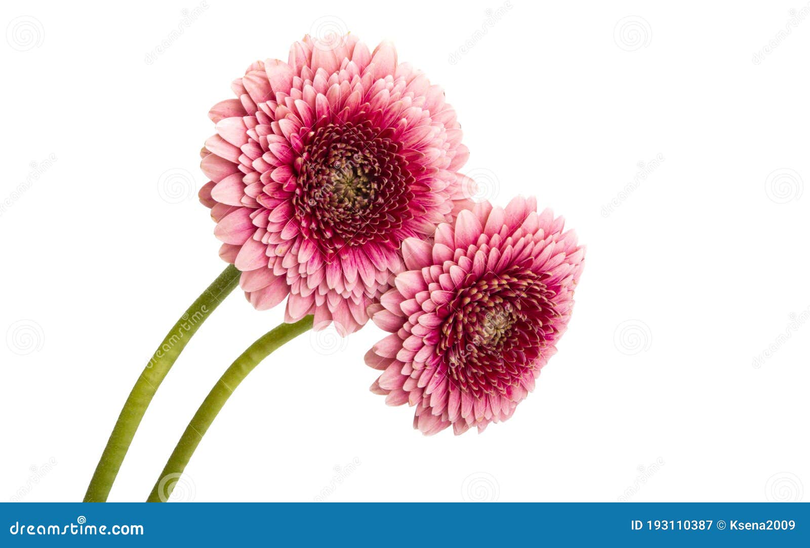 Gerbera pomponi aislado imagen de archivo. Imagen de blanco - 193110387
