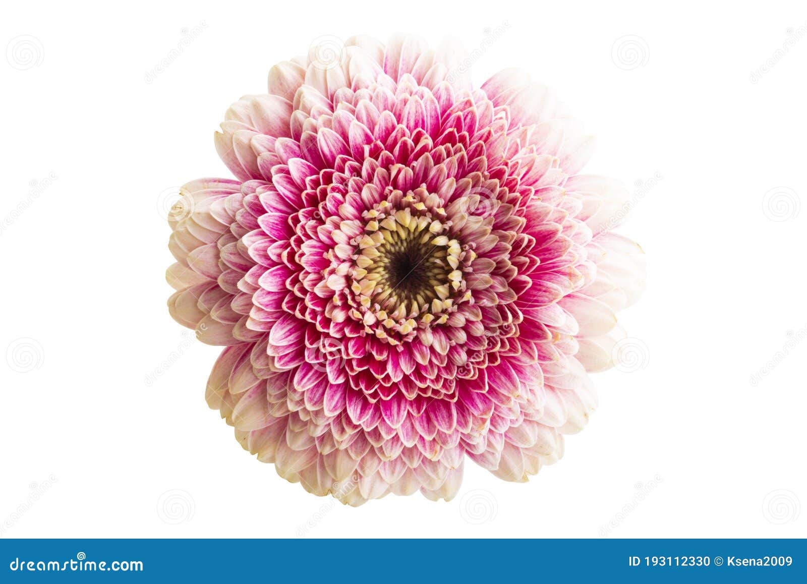 Gerbera pomponi aislado foto de archivo. Imagen de blanco - 193112330