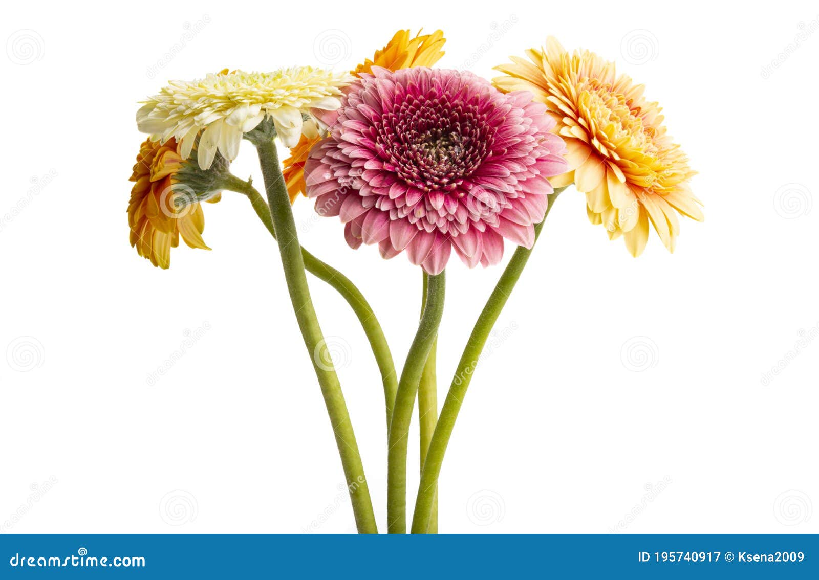 Gerbera pomponi aislado imagen de archivo. Imagen de belleza - 195740917