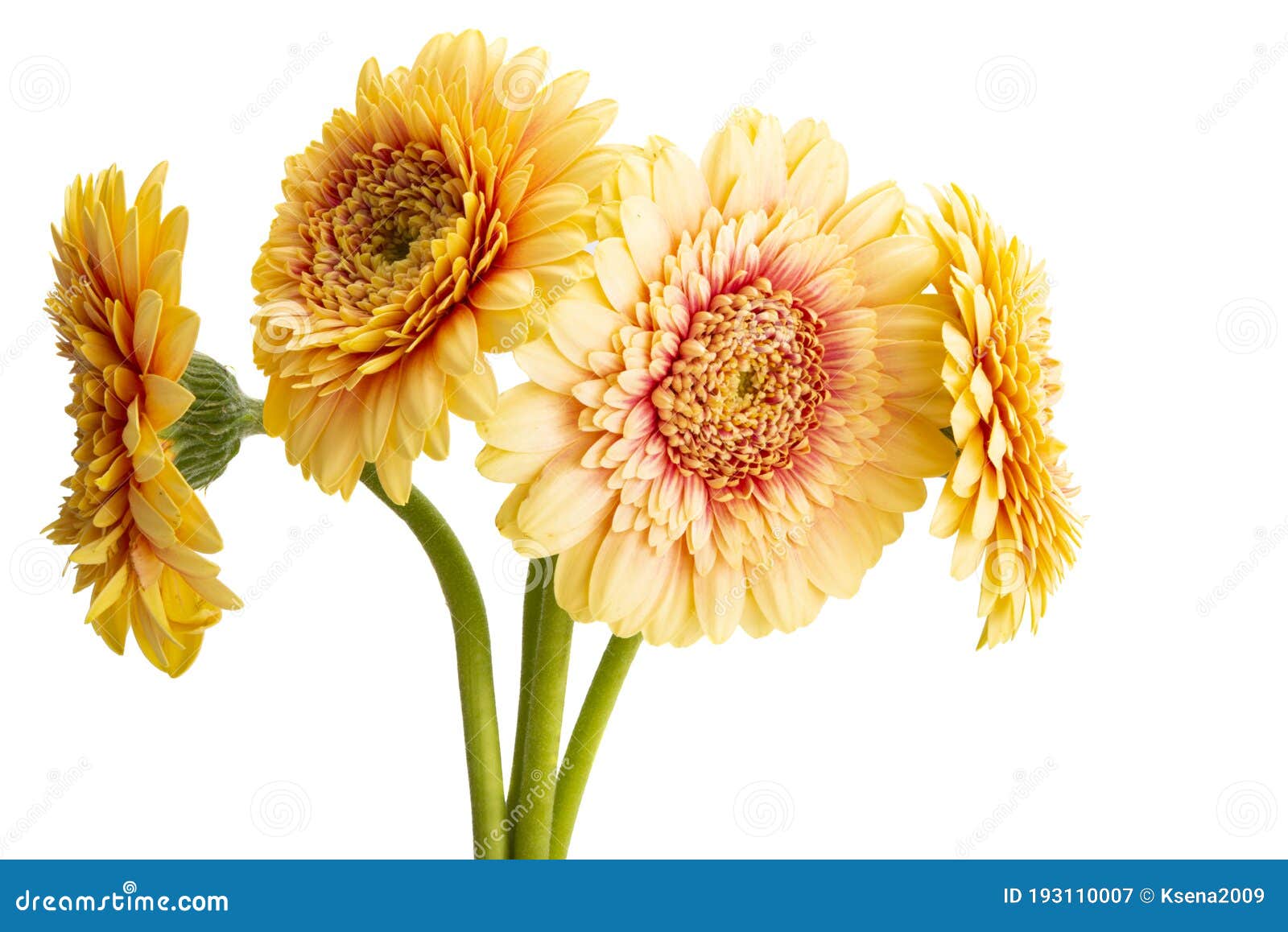 Gerbera pomponi isolated stock image. Image of pink - 193110007