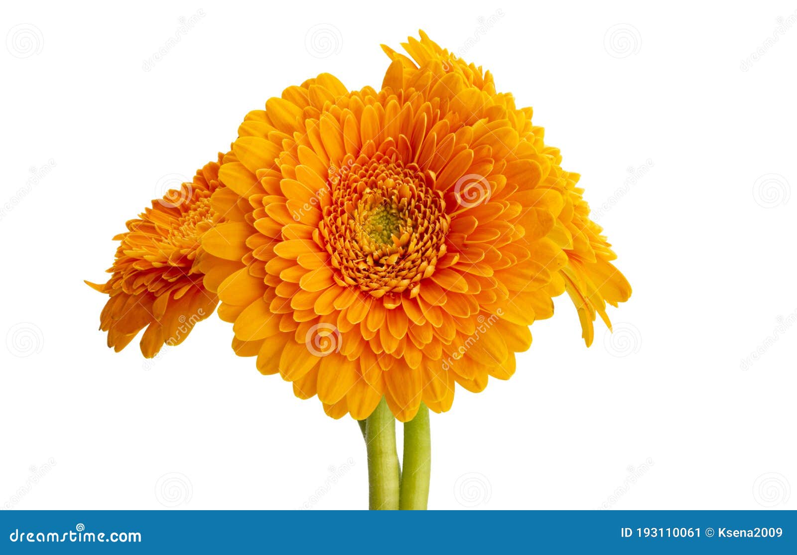 Gerbera pomponi isolated stock image. Image of mini - 193110061