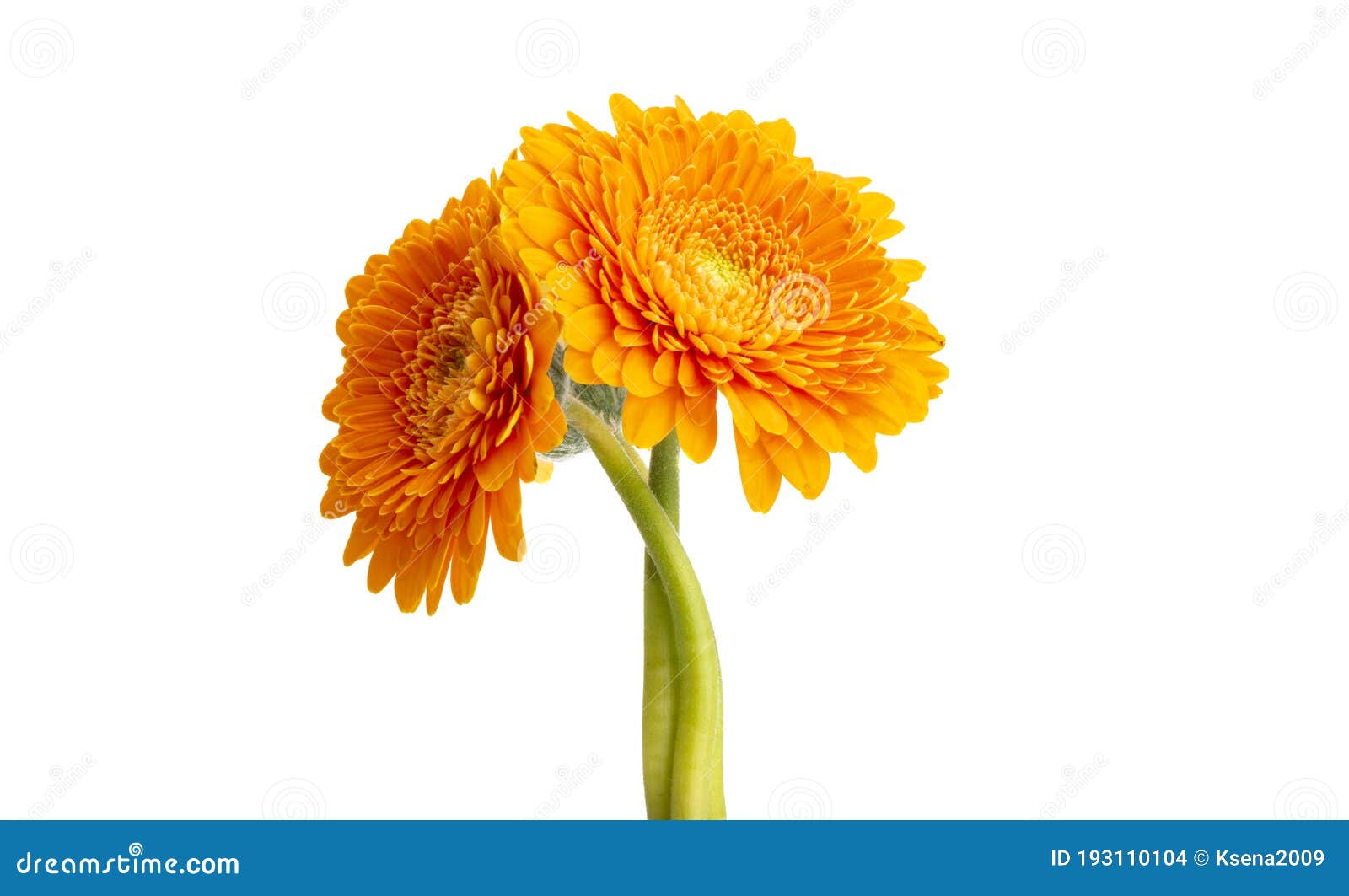 Gerbera pomponi isolated stock photo. Image of colorful - 193110104