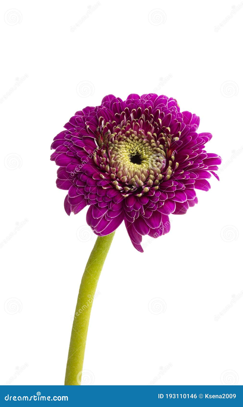 Gerbera pomponi isolated stock photo. Image of botanical - 193110146