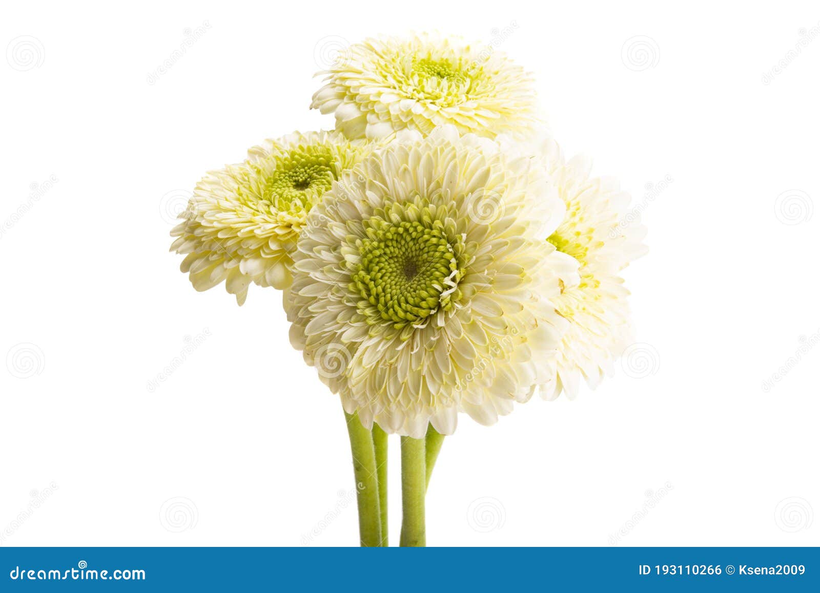 Gerbera pomponi isolated stock photo. Image of colorful - 193110266