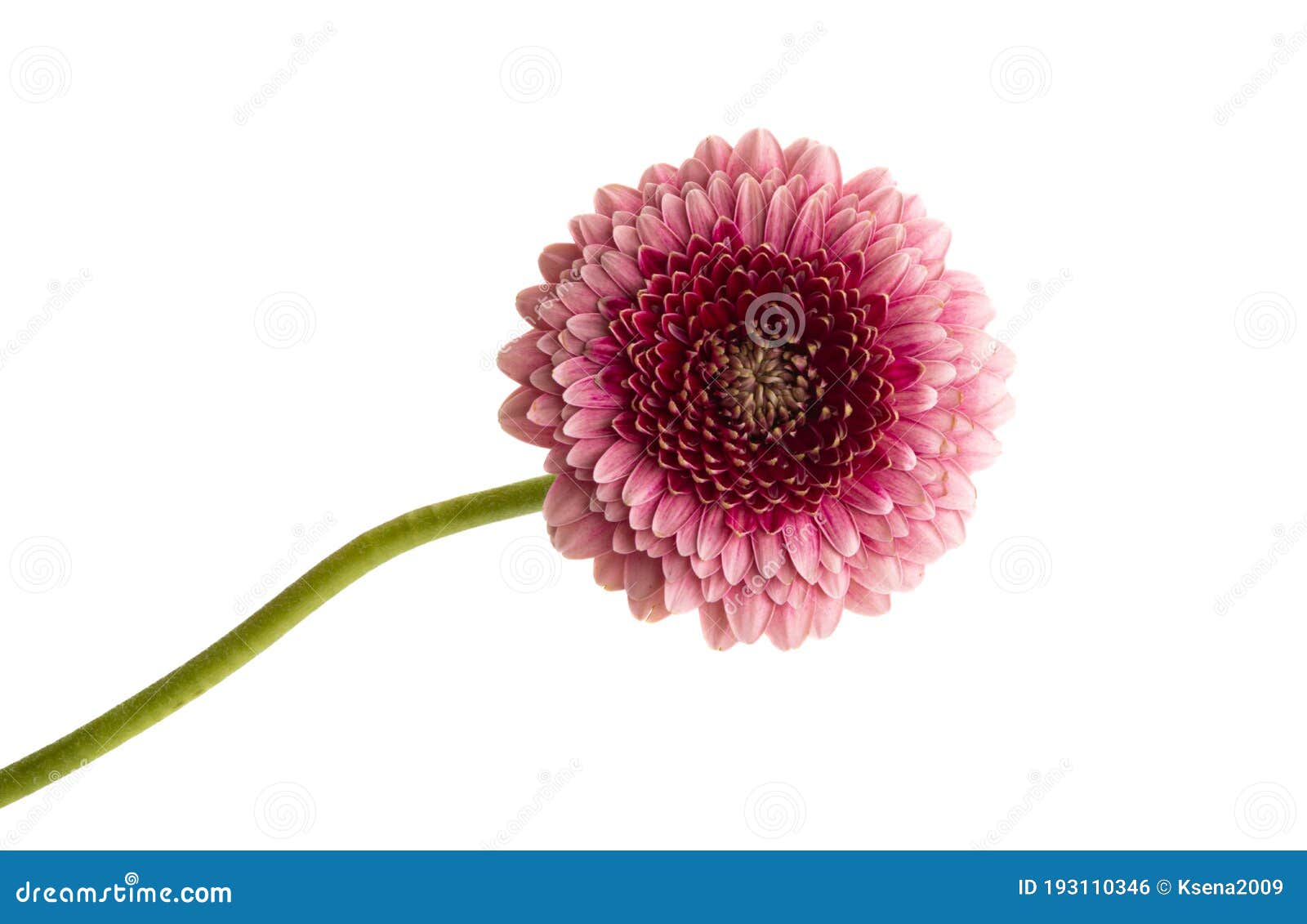 Gerbera pomponi isolated stock photo. Image of colorful - 193110346