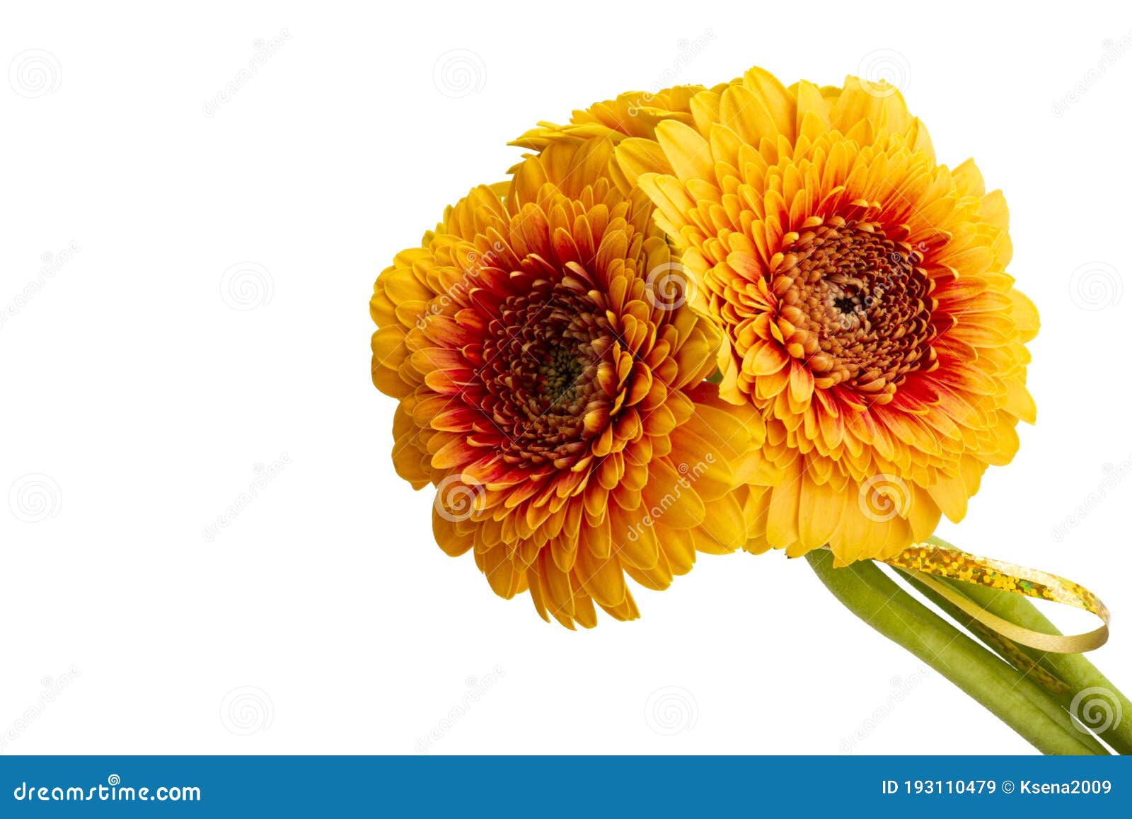 Gerbera pomponi isolated stock image. Image of mini - 193110479