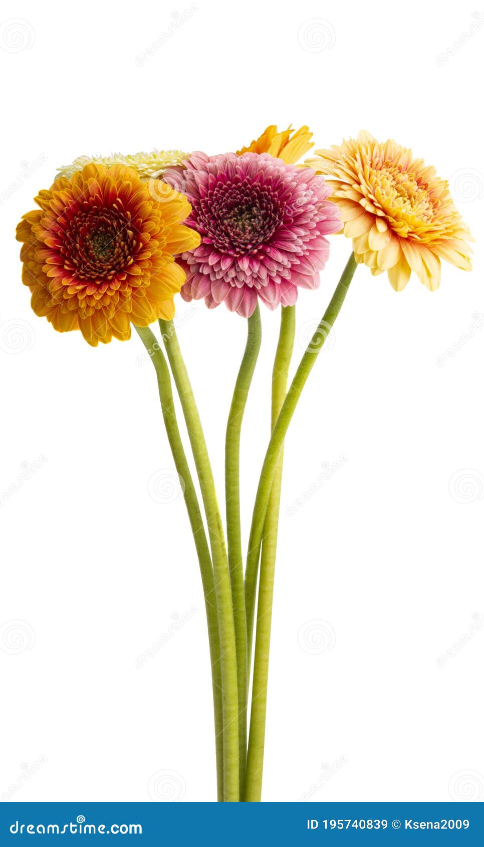 Gerbera pomponi isolated stock image. Image of botanical - 195740839