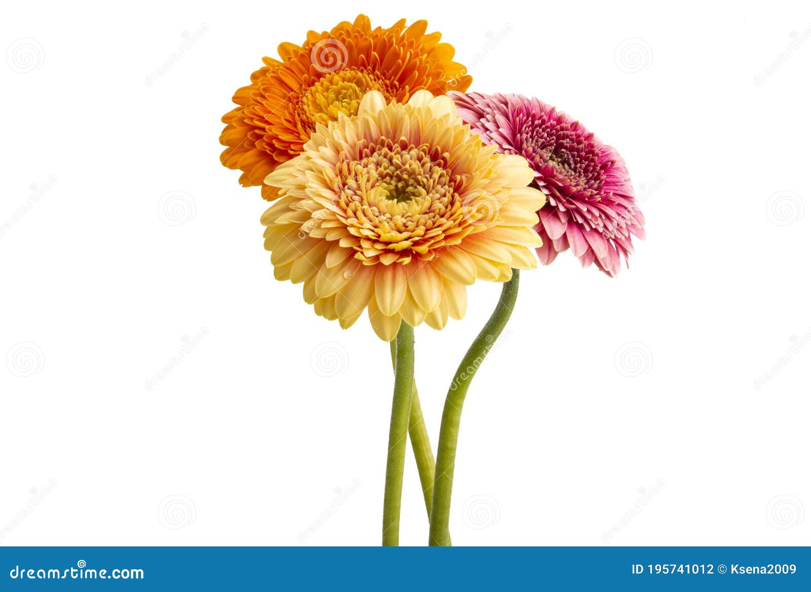 Gerbera pomponi isolated stock photo. Image of decorative - 195741012