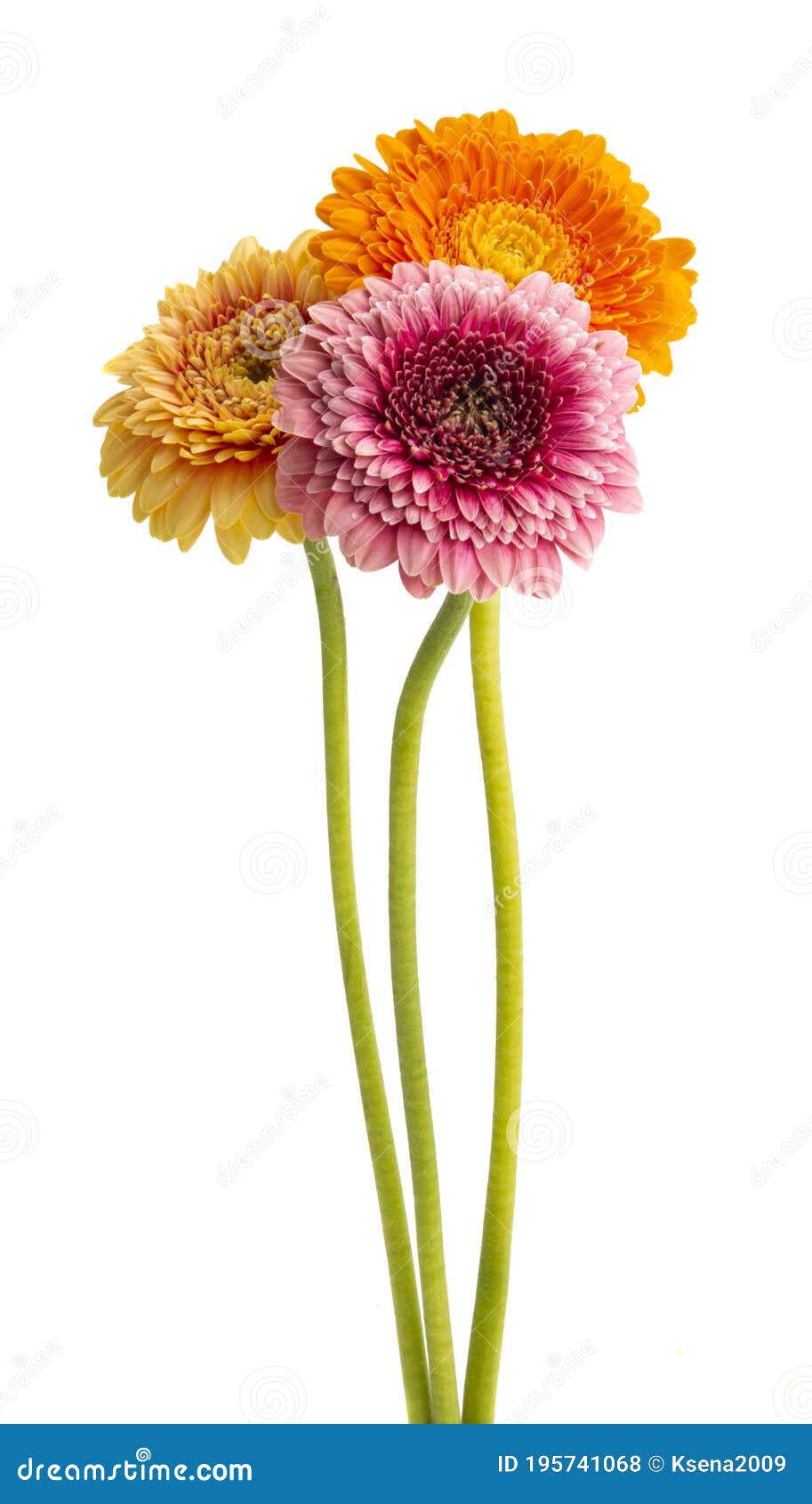 Gerbera pomponi isolated stock photo. Image of colorful - 195741068