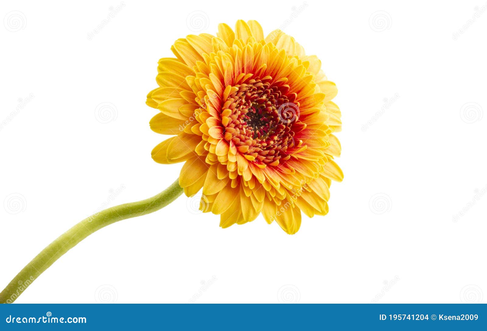 Gerbera pomponi isolated stock photo. Image of isolated - 195741204